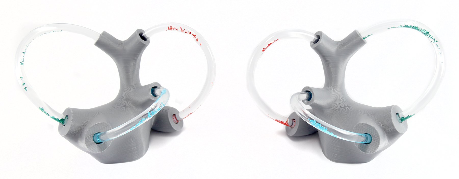 Fluid-Filled Vestibular Apparatus | Vestibular First