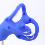 Vestibular Today - Functional Inner Ear Model | Vestibular First