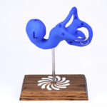 Vestibular Today - Functional Inner Ear Model - Vestibular First