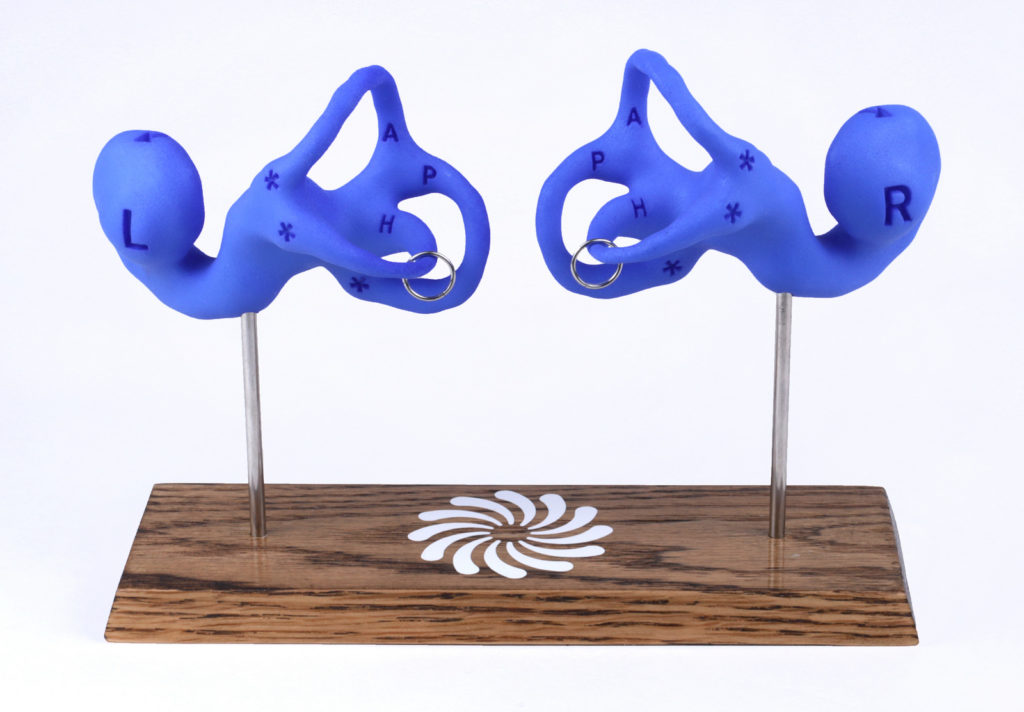 Vestibular Today - Functional Inner Ear Model - Vestibular First