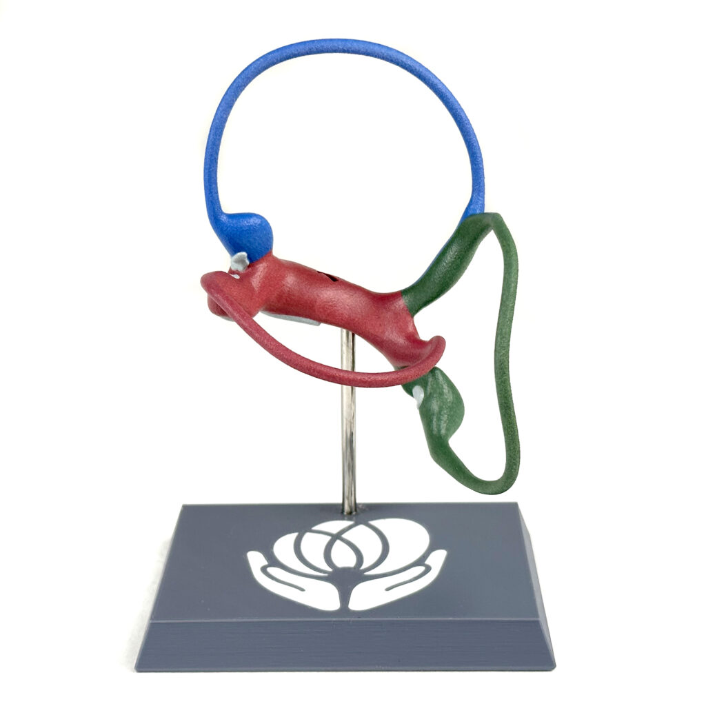 Membranous Labyrinth Inner Ear Model | Vestibular First