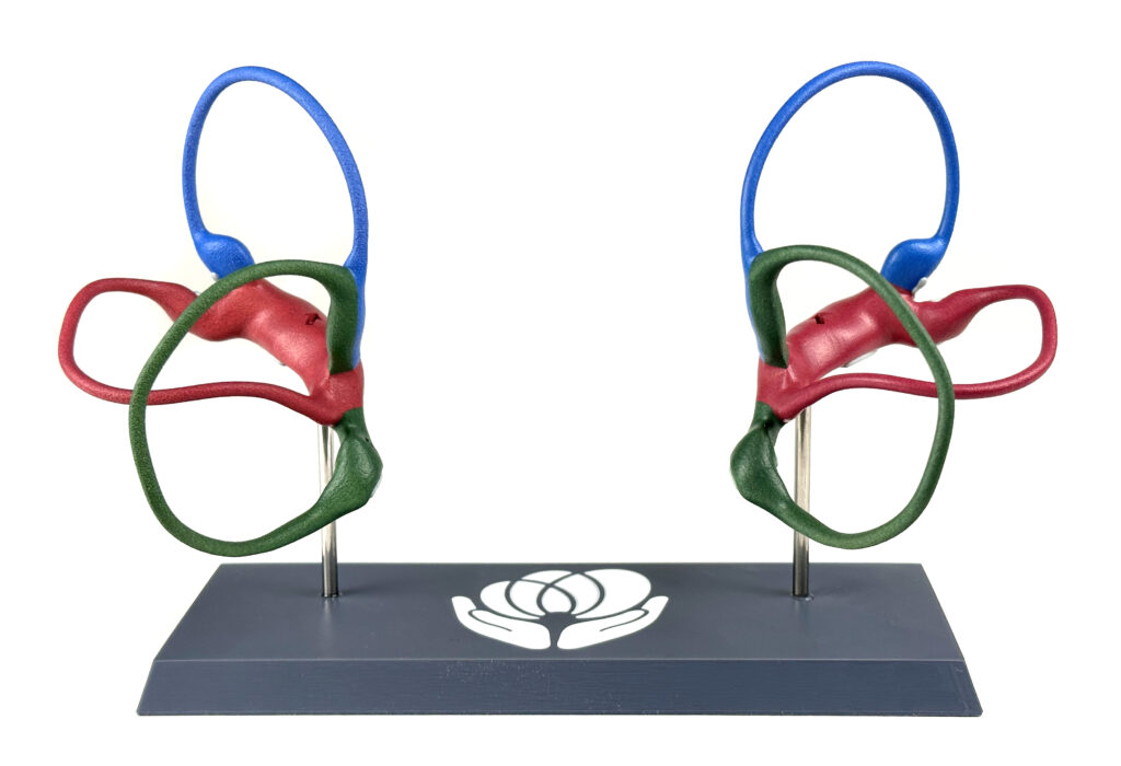 Membranous Labyrinth Inner Ear Model | Vestibular First