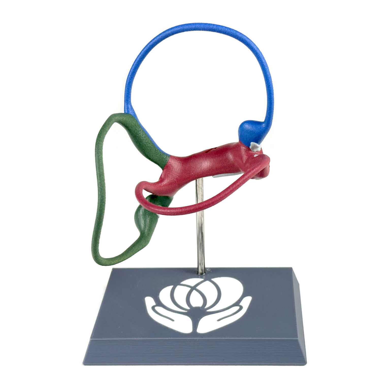 Membranous Labyrinth Inner Ear Model | Vestibular First