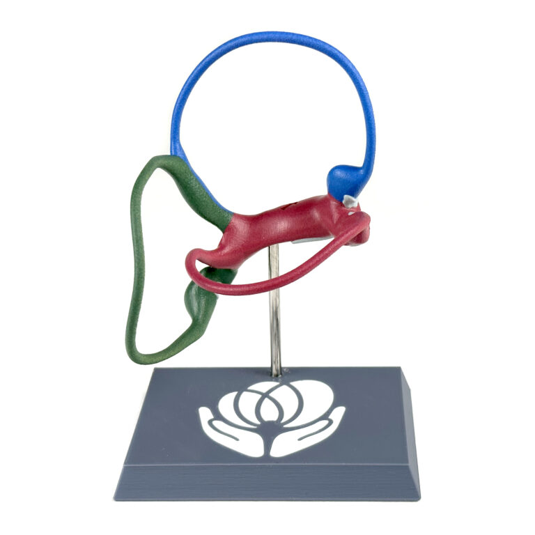 Membranous Labyrinth Inner Ear Model | Vestibular First