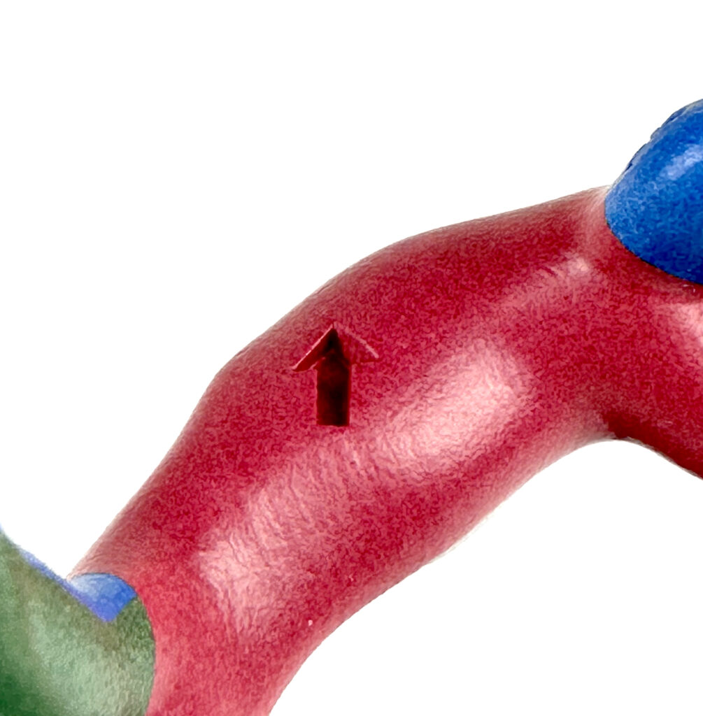 Membranous Labyrinth Inner Ear Model | Vestibular First