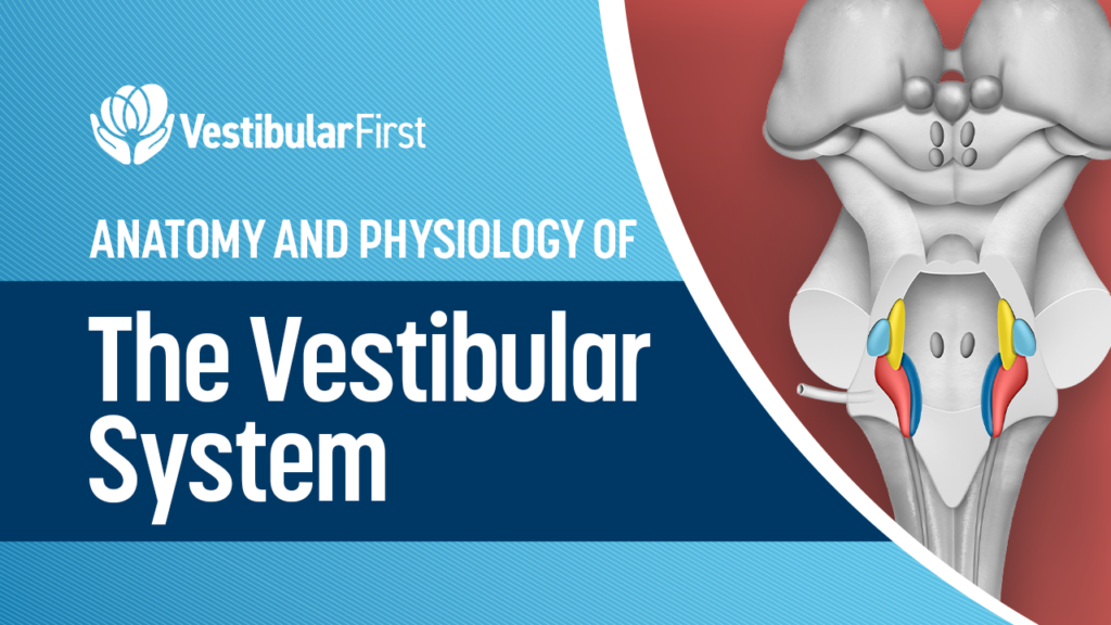 Anatomy and Physiology of the Vestibular System | Vestibular First