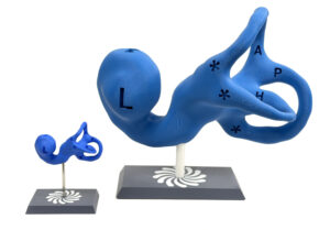 Store | Vestibular First